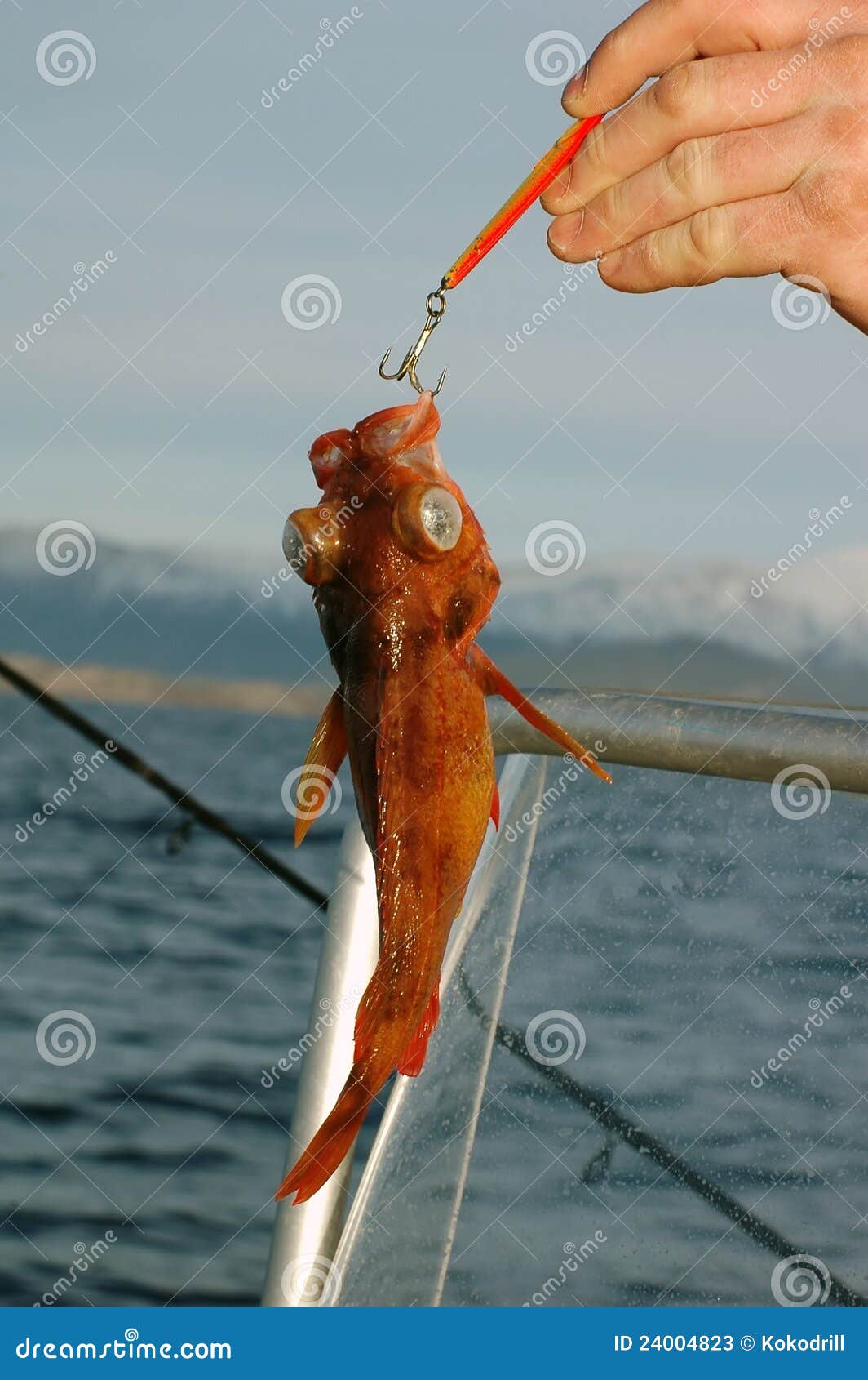 Rose fish stock image. Image of background, biology, animal - 24004823