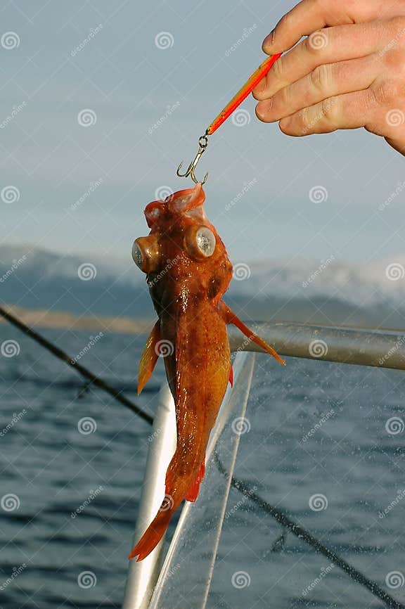 Rose fish stock image. Image of background, biology, animal - 24004823