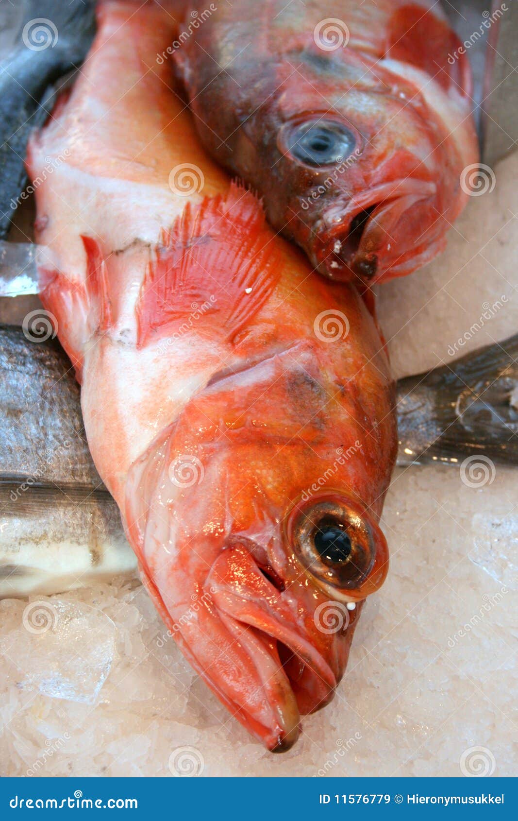 Rose Fish (sebastes Marinus) Stock Image - Image of catch, seafood ...