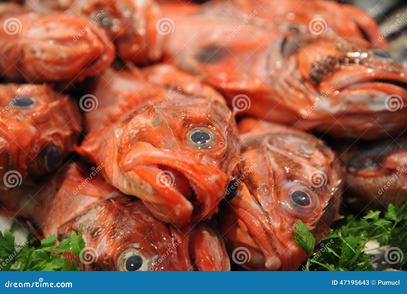 Rose Fish stock image. Image of rose, nutrition, cadiz - 47195643