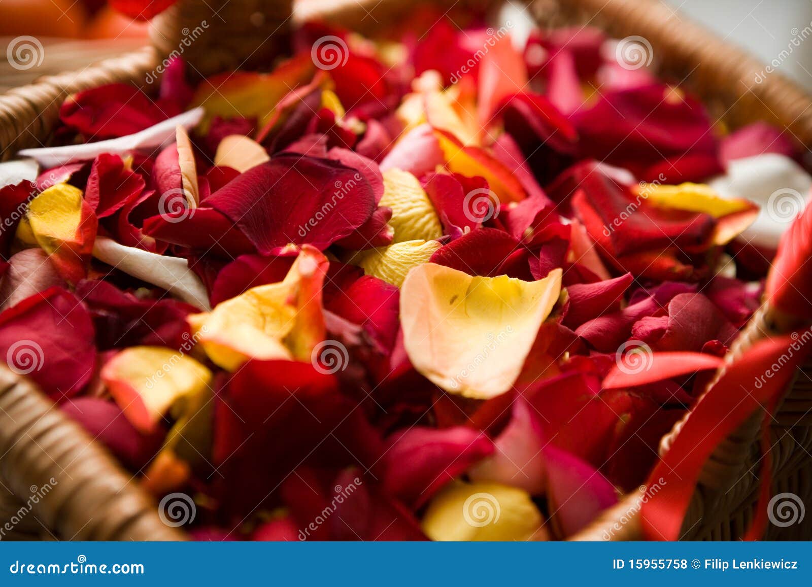 Rose flakes stock photo. Image of fragile, flowers, elegant - 15955758