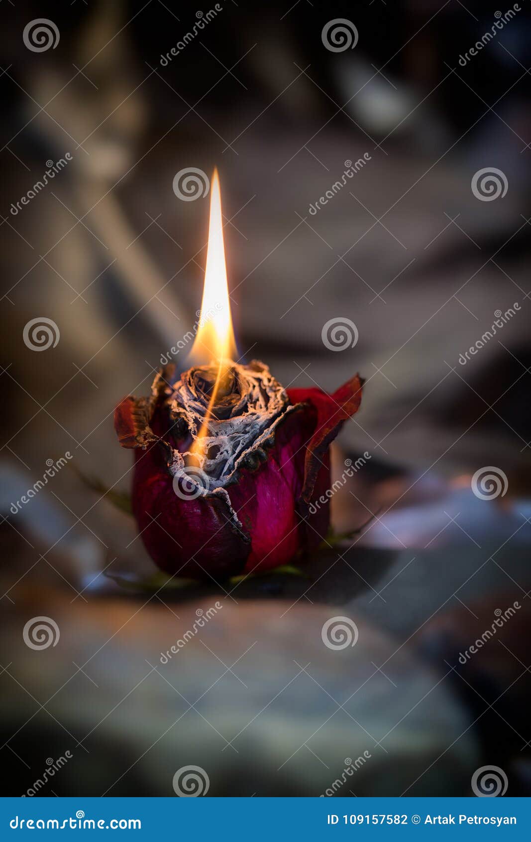 Rose and Flame stock photo. Image of exposure, dark - 109157582