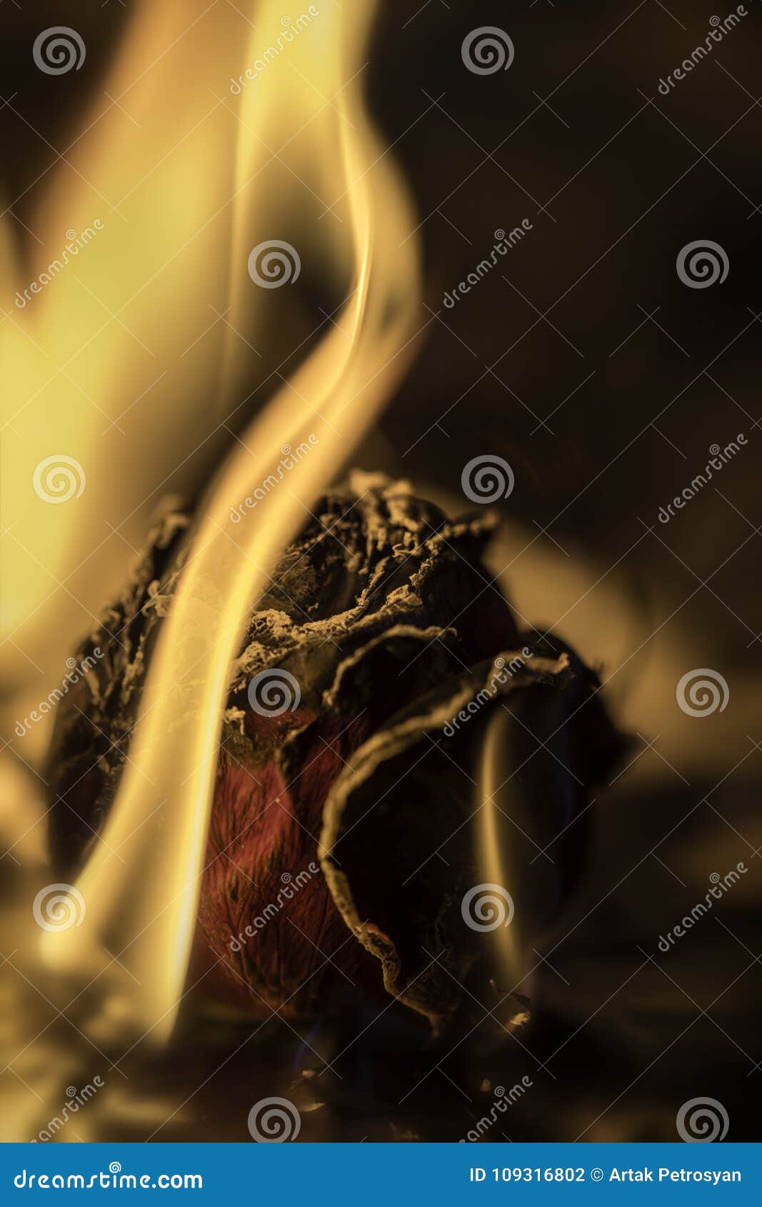 Rose and Flame stock photo. Image of died, composite - 109316802