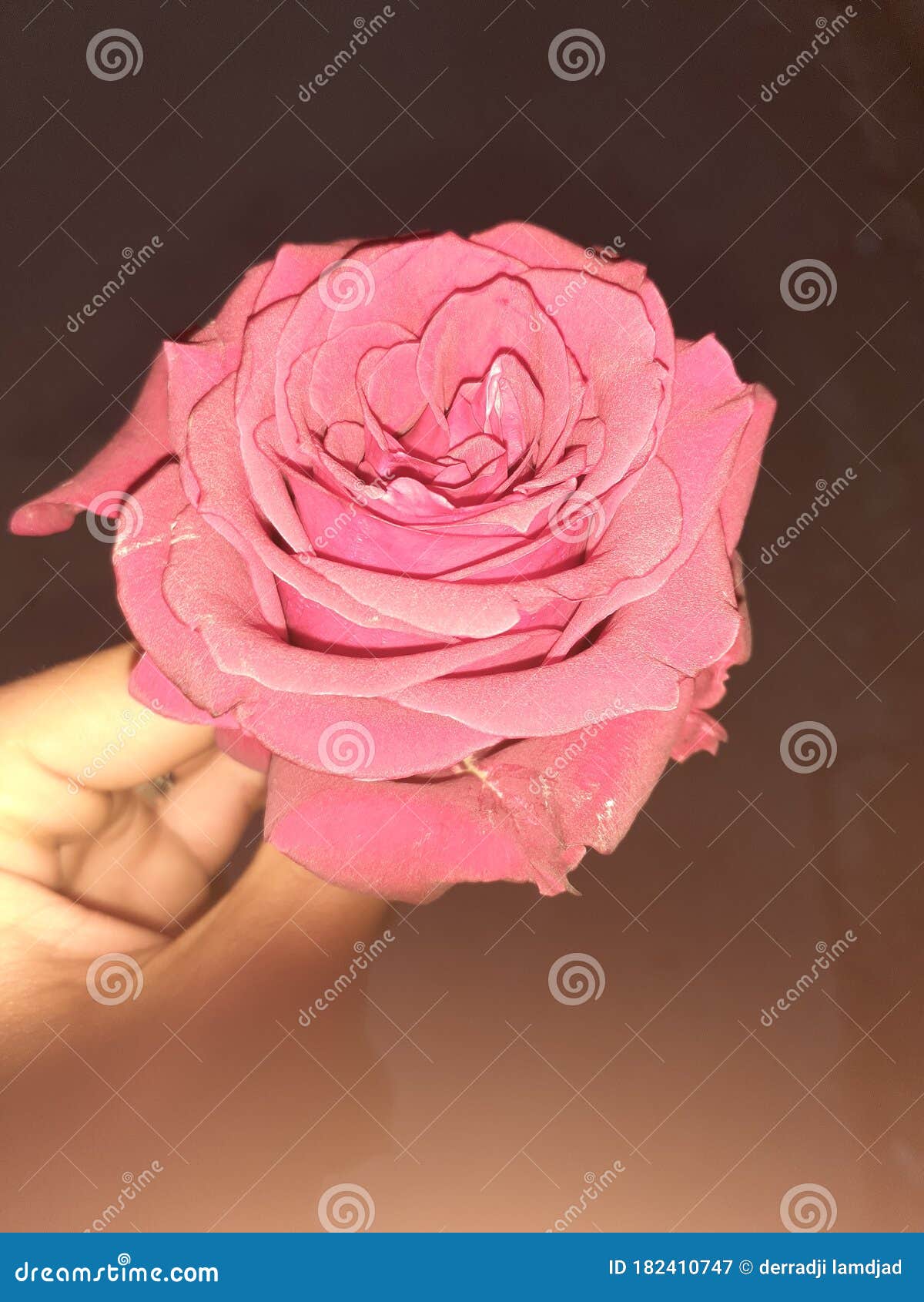 Rose fleur real nature stock image. Image of magenta - 182410747