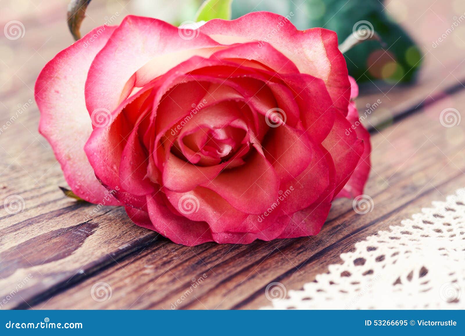 Rose. Floral Background for Congratulations Stock Image - Image of ...