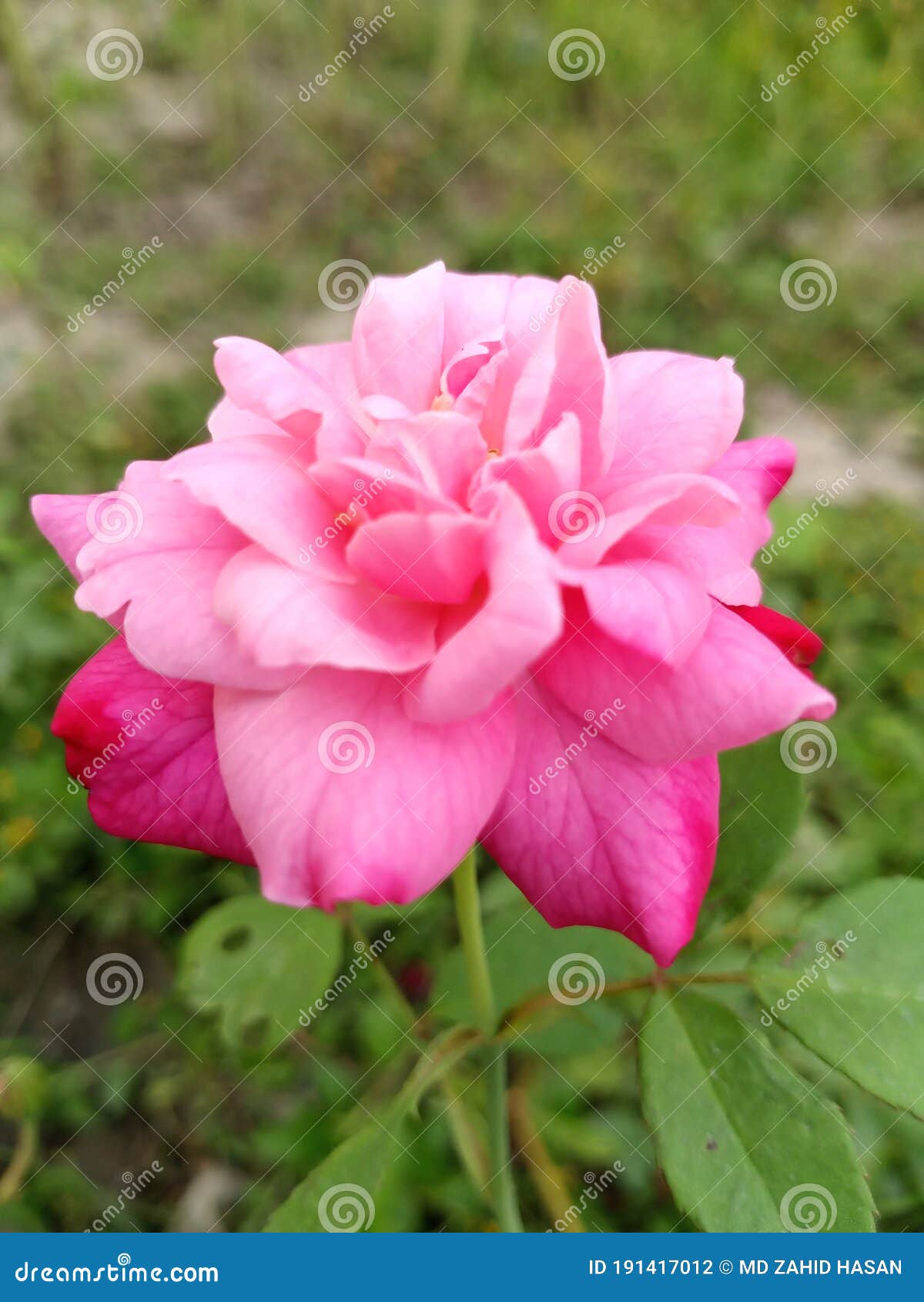 Rose Flourishes Roses are Very Beautiful Stock Photo - Image of roses ...