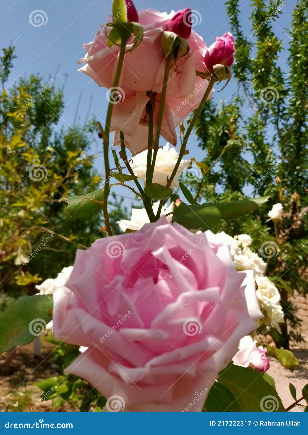 Rose Flower Abstract Flowers Beautiful Rose Stock Image - Image of ...