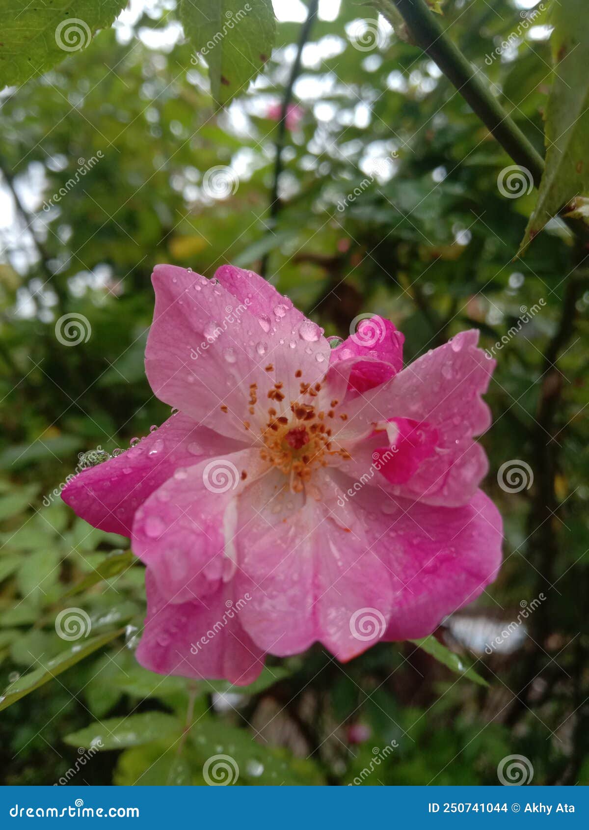 Rose Flower Aceh stock photo. Image of leaf, flower - 250741044