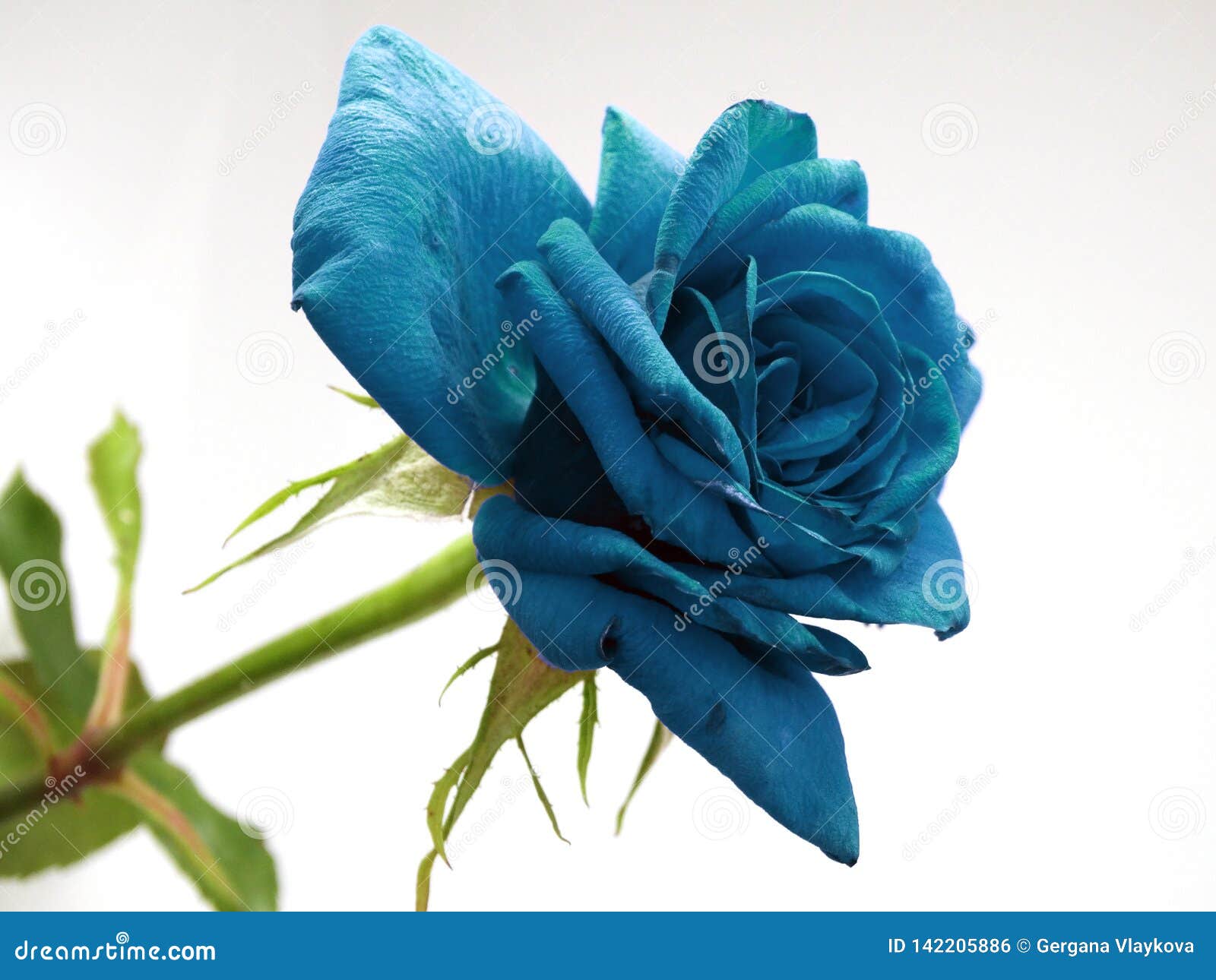 Rose Flower Azul Aislada Un Fondo Blanco Foto de archivo - Imagen de ...