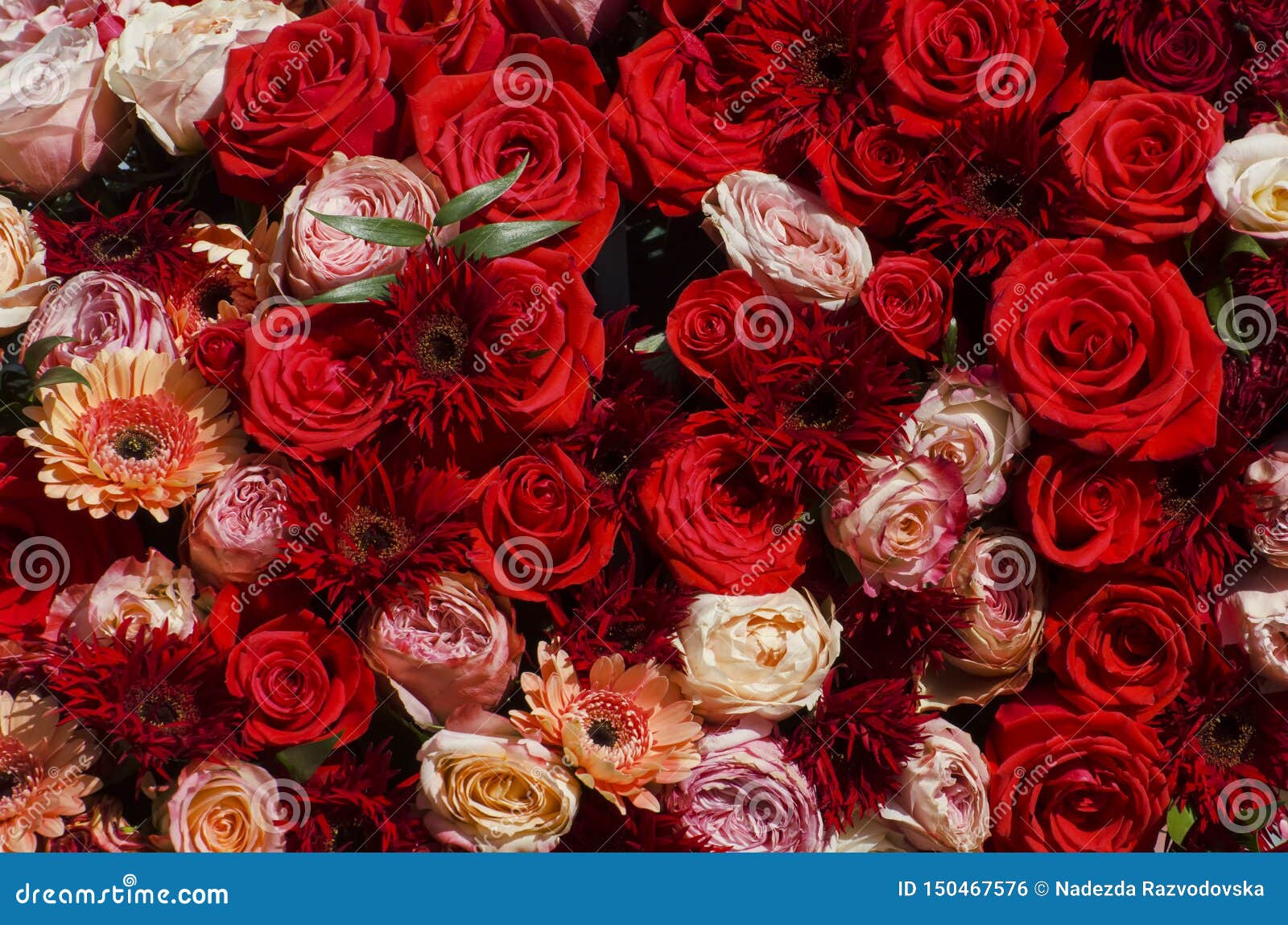 Rose Flower Background stock photo. Image of decorative - 150467576