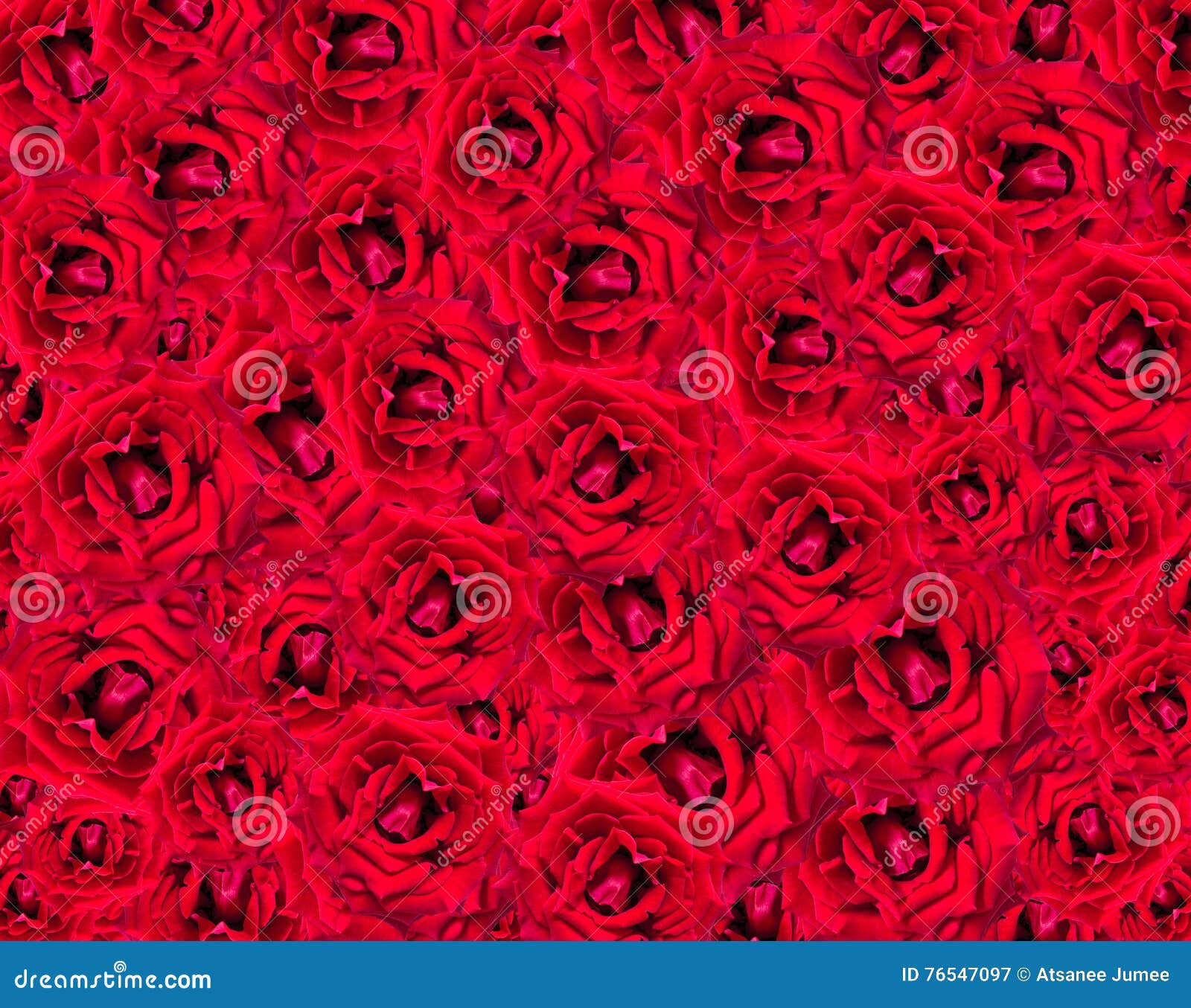 Rose Flower for Background Design Stock Image - Image of fantasy, close ...