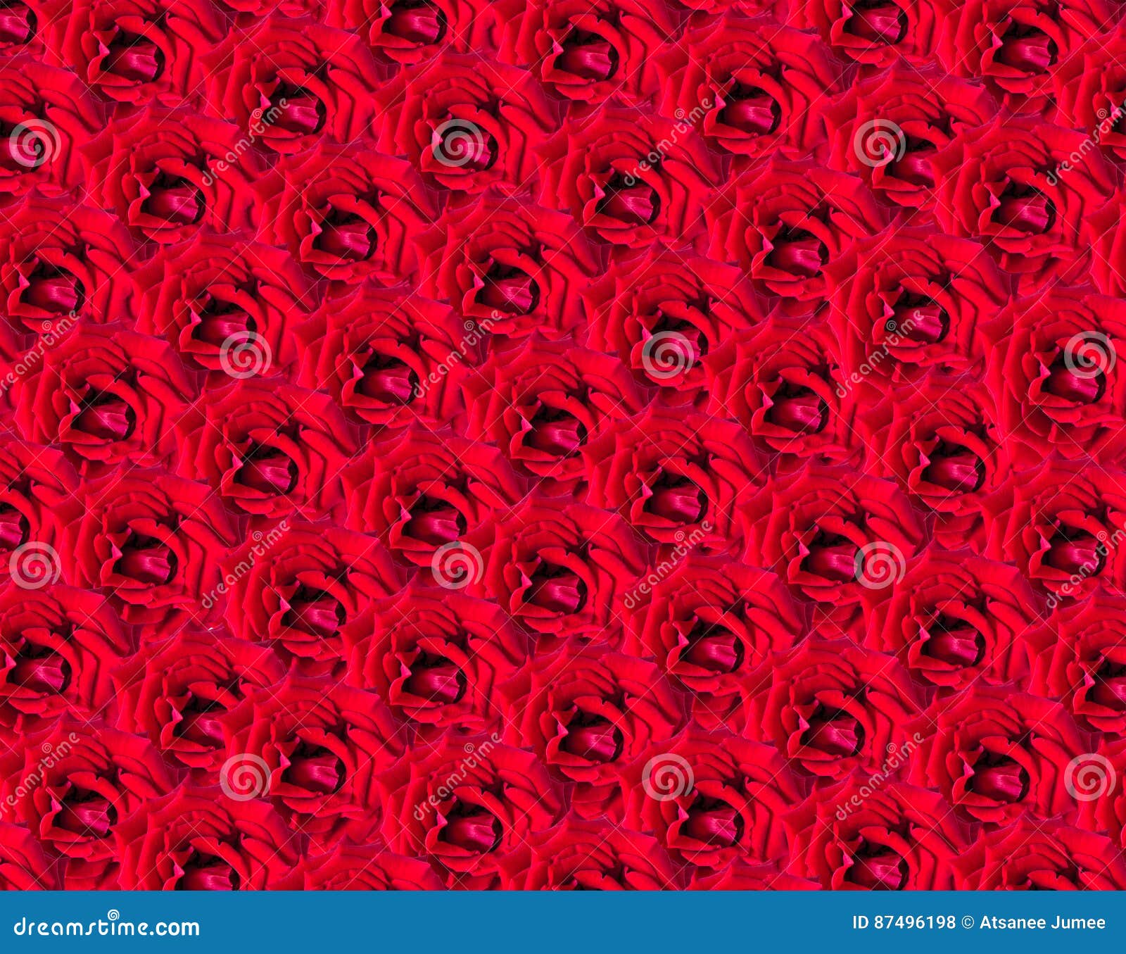 Rose Flower for Background Design Stock Photo - Image of flowers ...