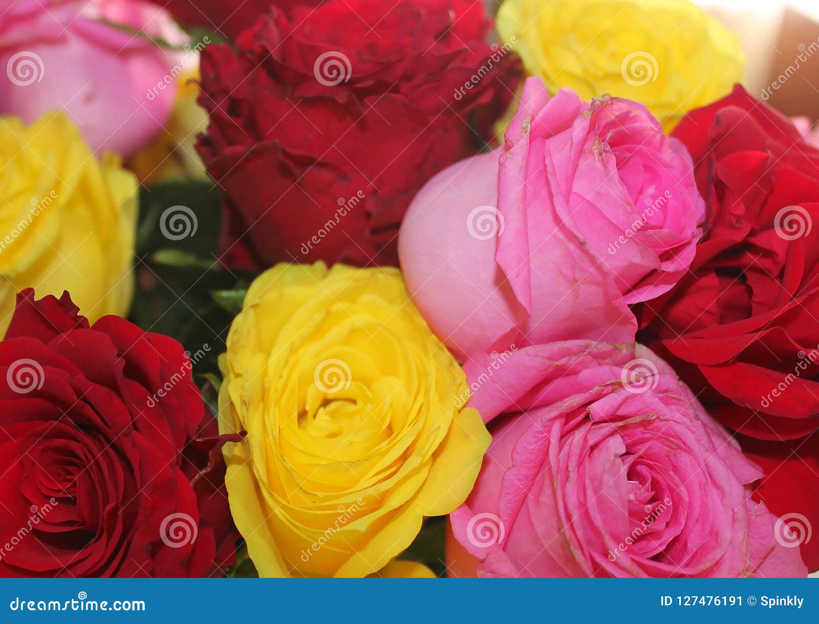 Rose Flower Background for Wallpaper Stock Image - Image of flower ...