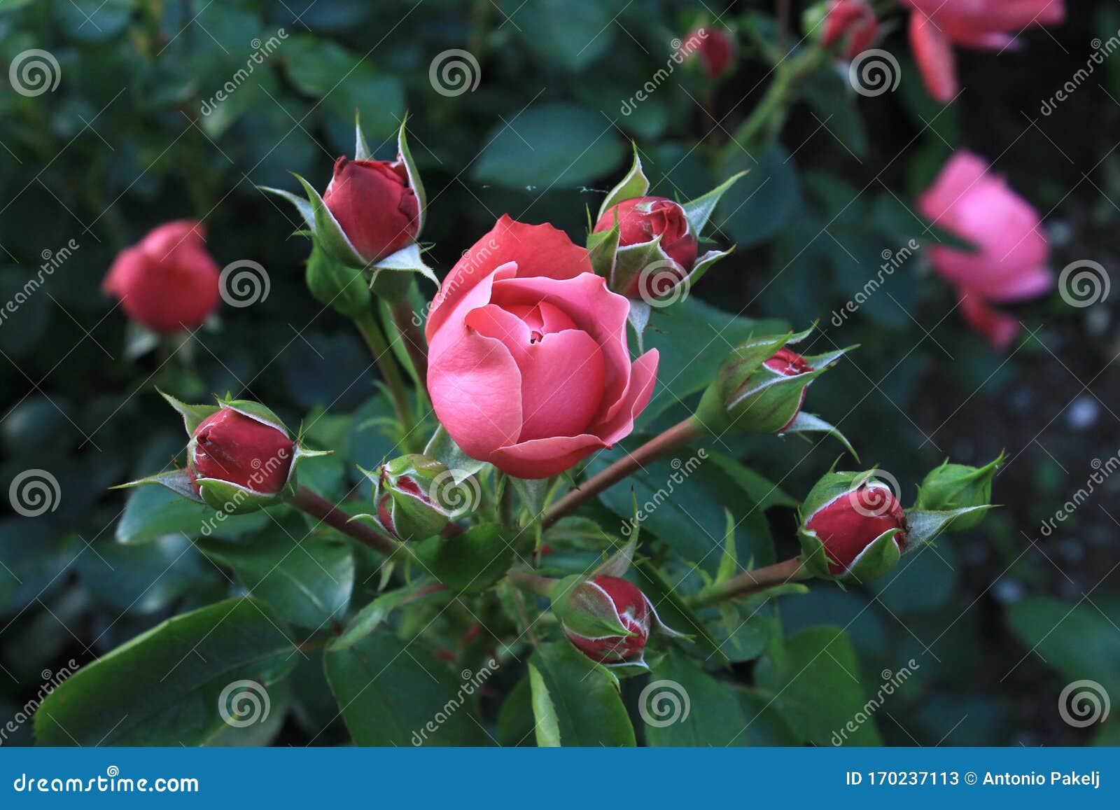 Rose Flower, Beautiful, Amazing, Nature Stock Image - Image of rose ...