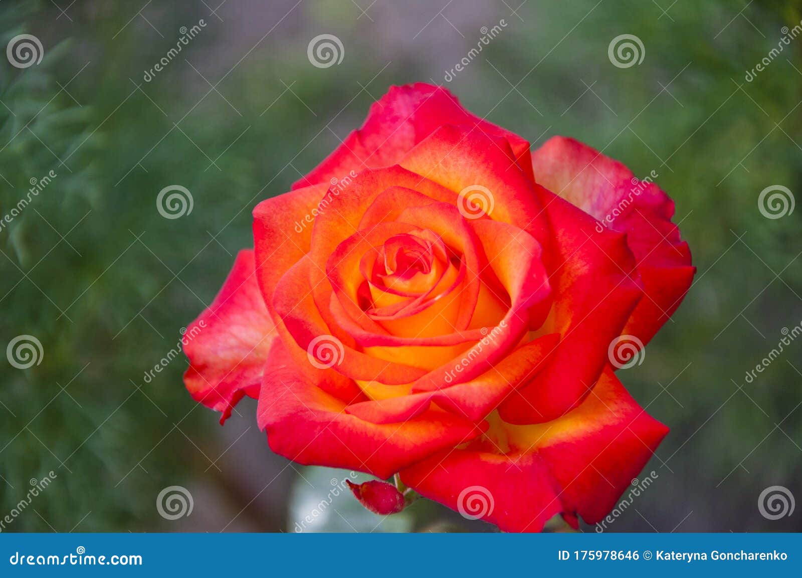 Rose Flower. Beautiful Fire Flower Stock Photo - Image of bunch ...
