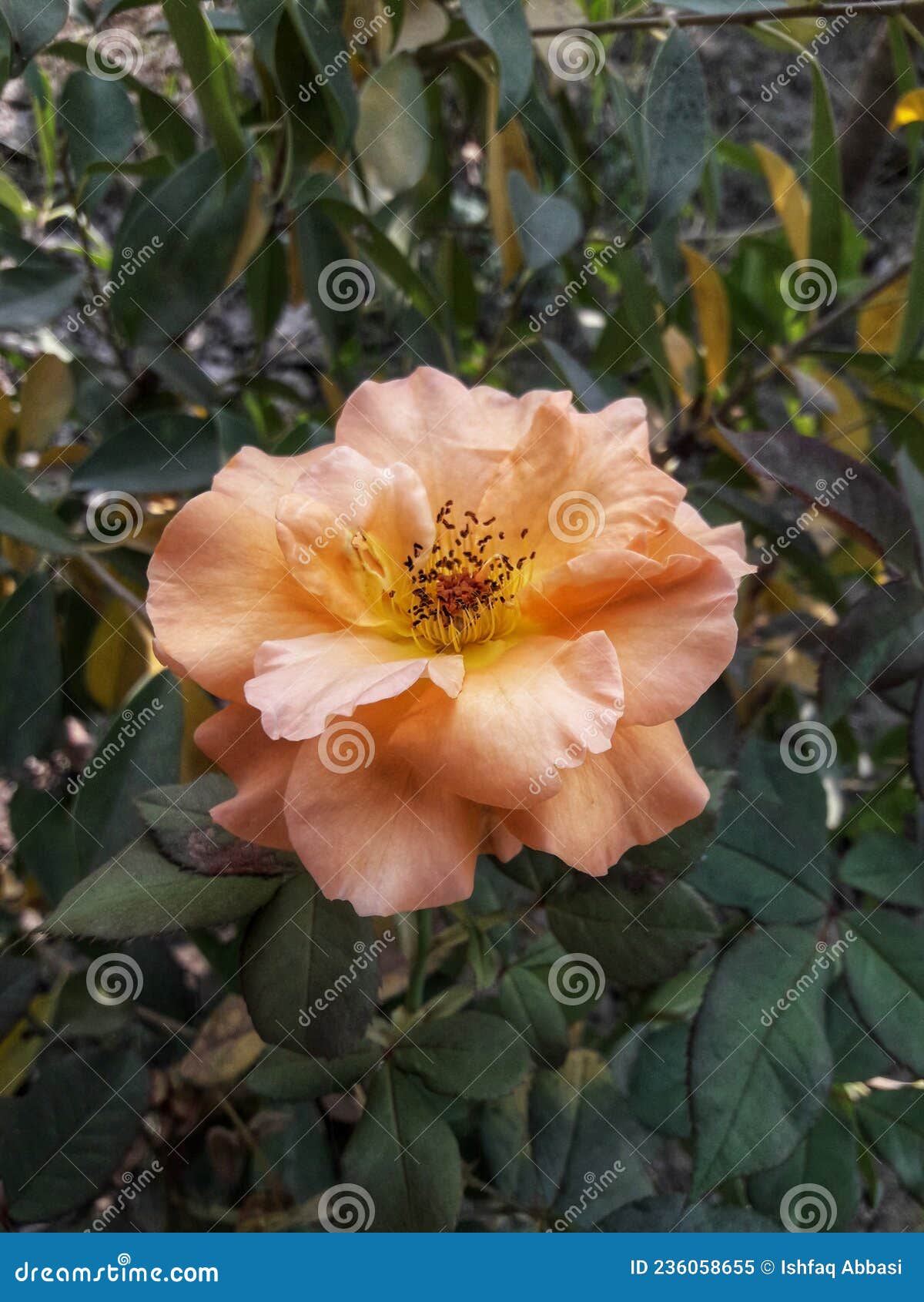 Rose Flower Beautiful in Pakistan Stock Image - Image of rose, tree ...