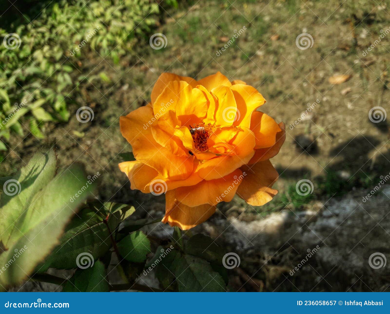Rose Flower Beautiful in Pakistan Stock Image - Image of produce ...