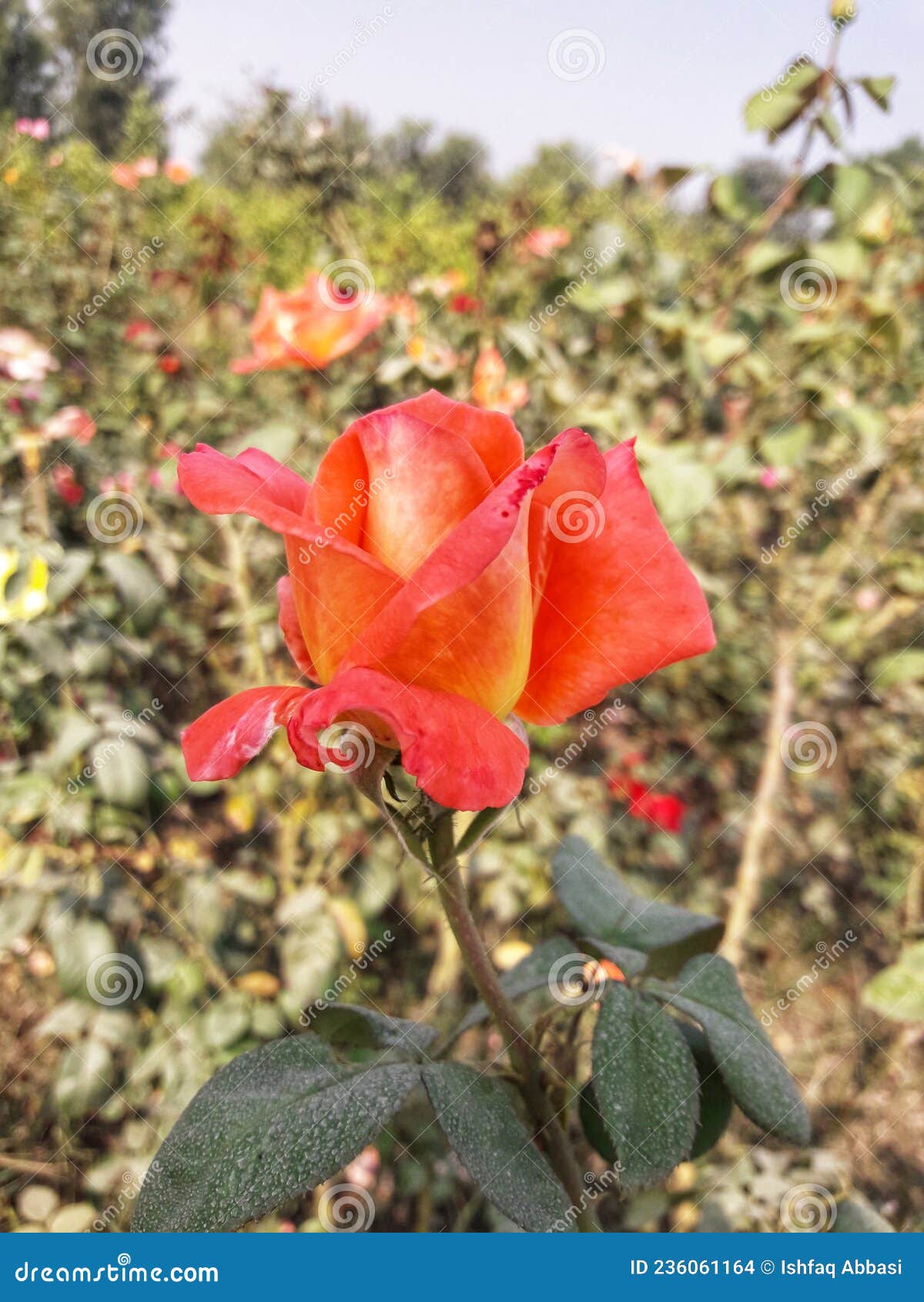 Rose Flower Beautiful in Pakistan Stock Photo - Image of wildflower ...