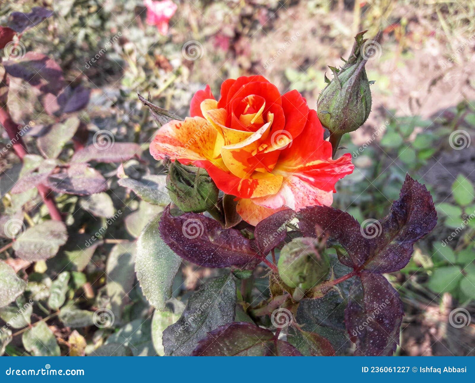 Rose Flower Beautiful in Pakistan Stock Image - Image of rose, tree ...