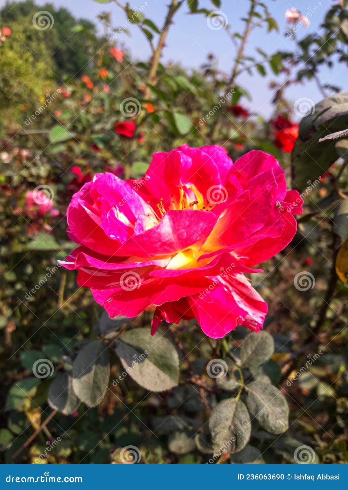 Rose Flower Beautiful in Pakistan Stock Photo - Image of garden, plant ...