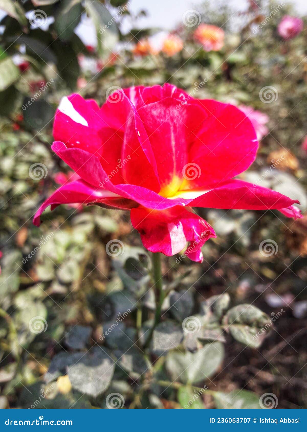 Rose Flower Beautiful in Pakistan Stock Image - Image of leaf, pakistan ...