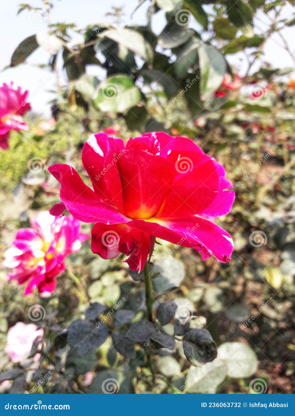 Rose Flower Beautiful in Pakistan Stock Photo - Image of beautiful ...