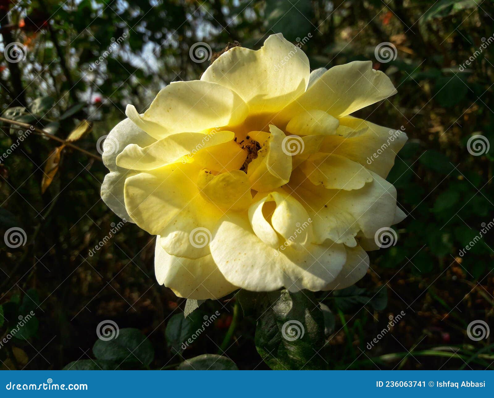 Rose Flower Beautiful in Pakistan Stock Image - Image of flower, shrub ...