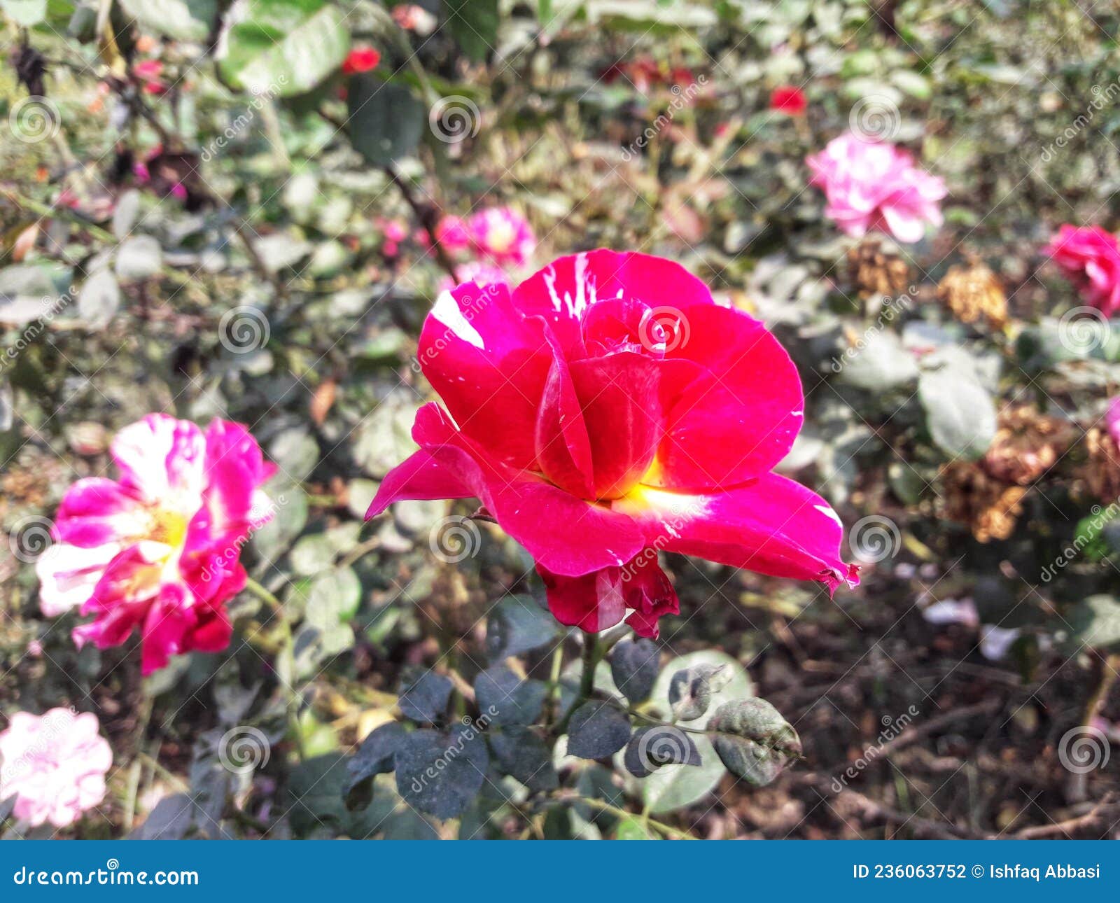 Rose Flower Beautiful in Pakistan Stock Photo - Image of beautiful ...