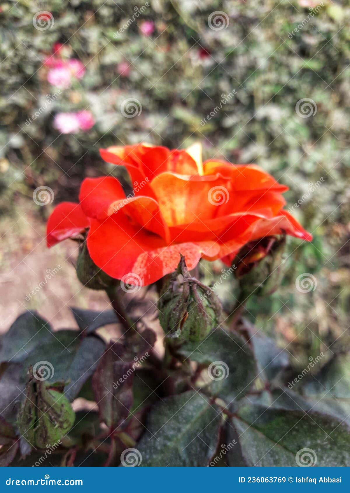Rose Flower Beautiful in Pakistan Stock Image - Image of autumn, leaf ...
