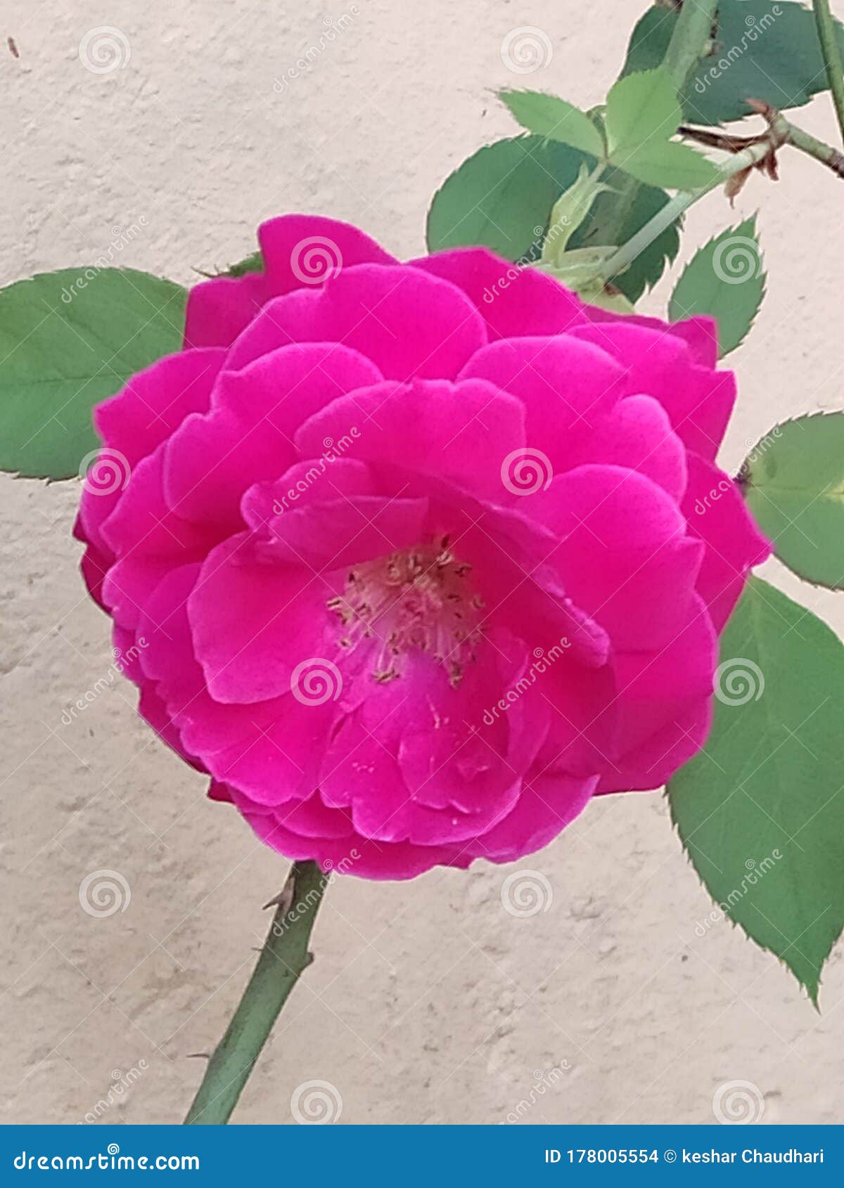 Rose Flower with Beautiful Red Pedals Stock Photo - Image of pedals ...