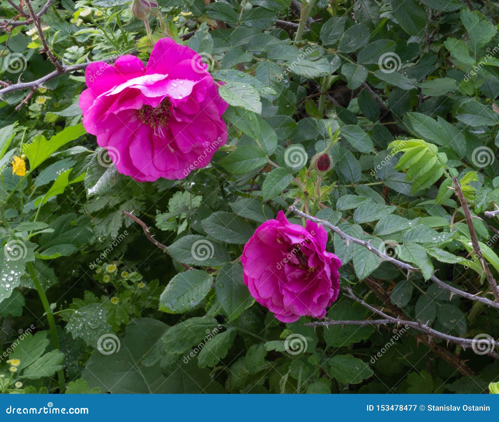 Rose on a bush stock image. Image of garden, romance - 153478477