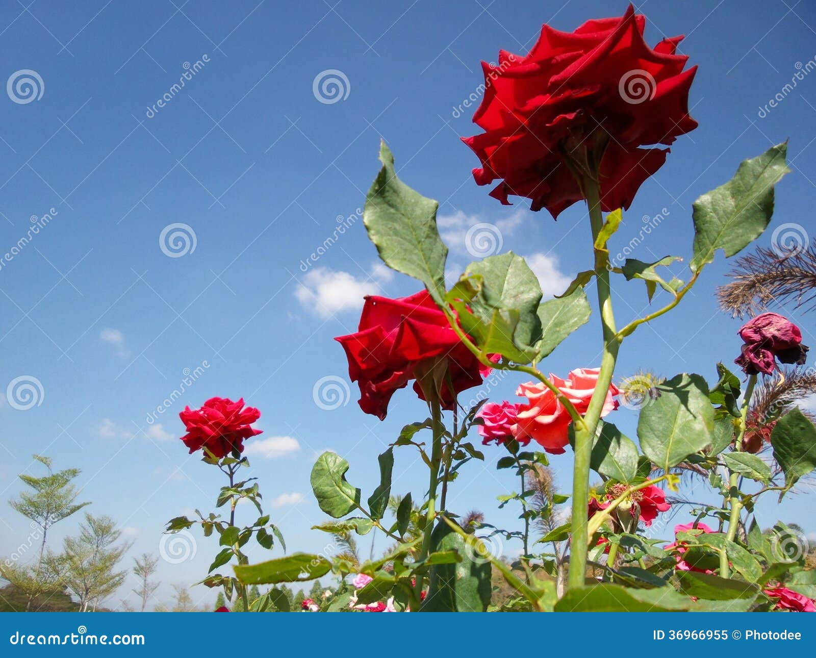 Rose flower blue sky stock image. Image of card, beauty - 36966955