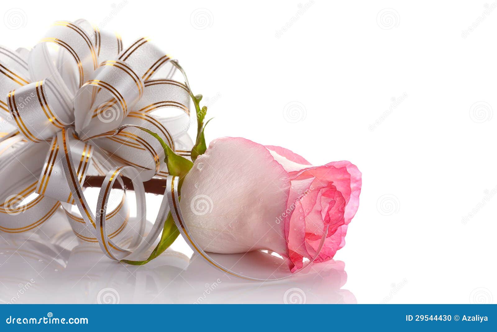 Rose flower with a bow. stock photo. Image of elegance - 29544430