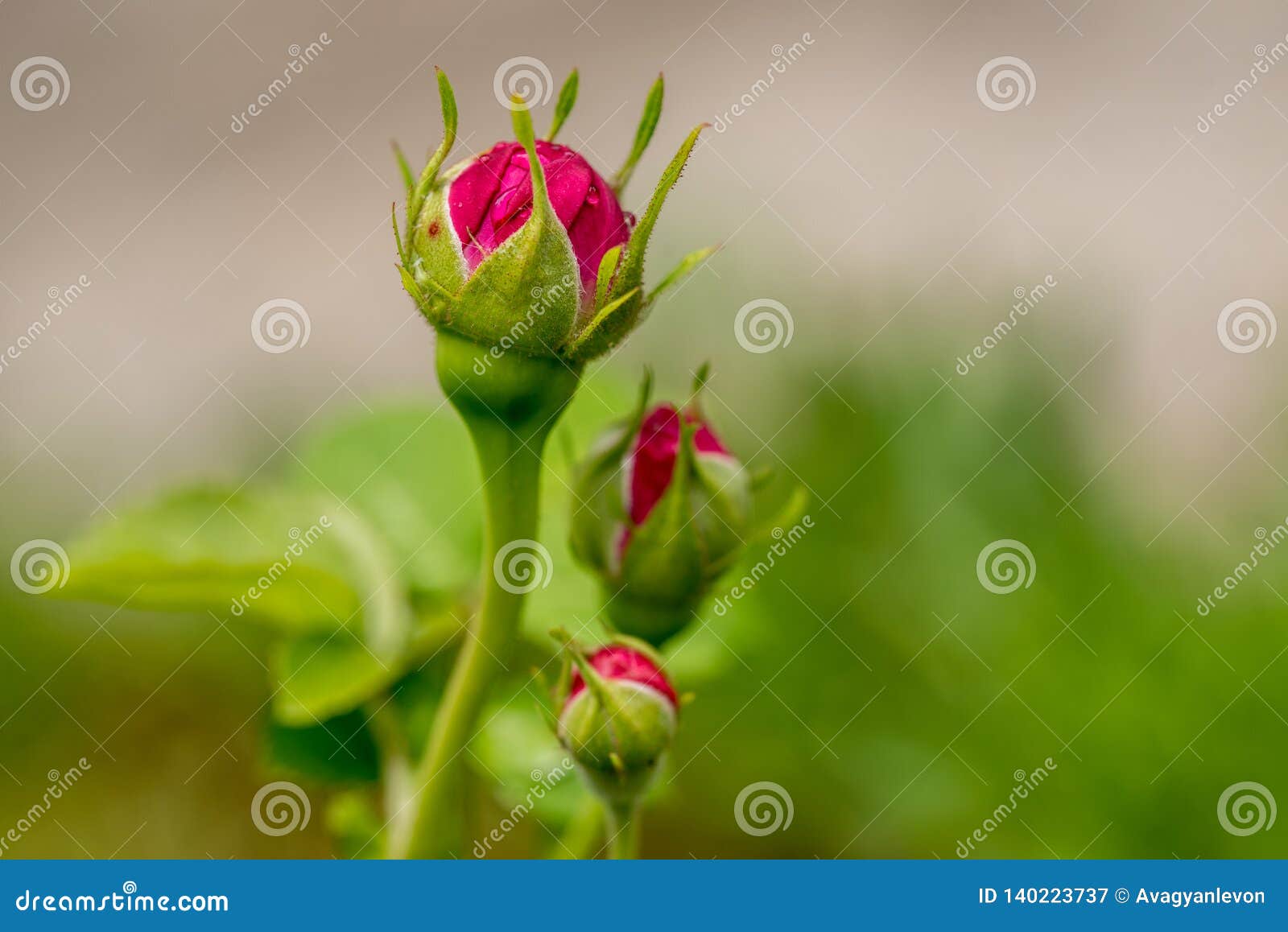 Rose Buds stock image. Image of oral, extracted, broken - 140223737
