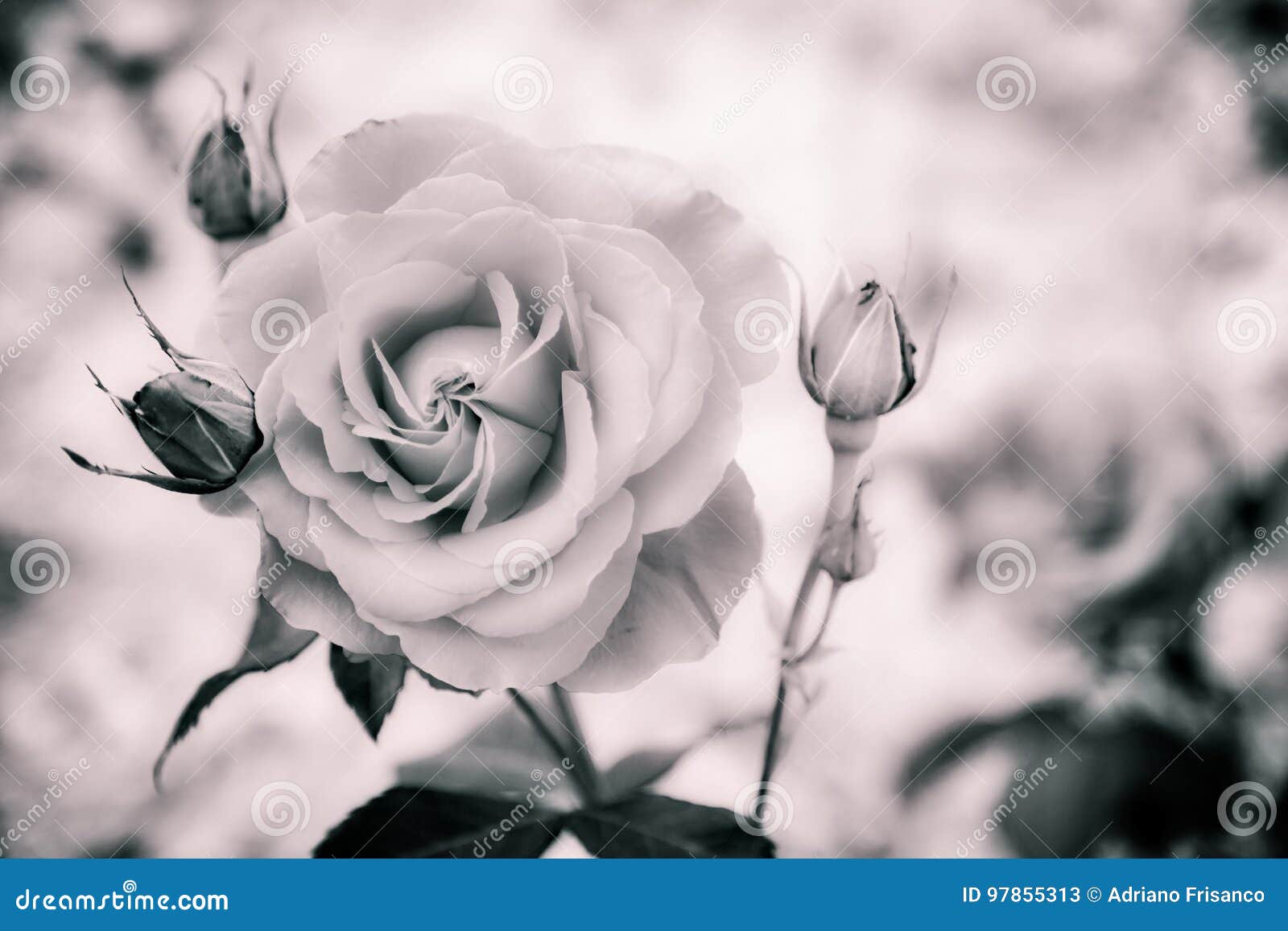 Monochromatic Rose Pink Makeup Texture. Royalty-Free Stock Image ...