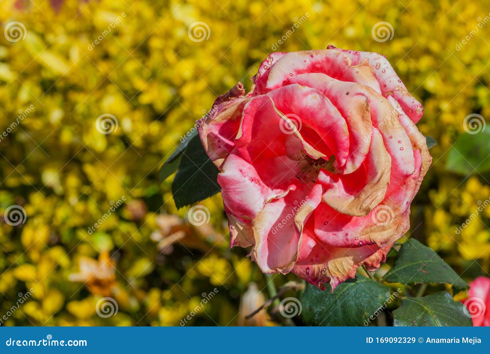 Rose Flower Burned by Frost and Sudden Temperature Changes Stock Image ...