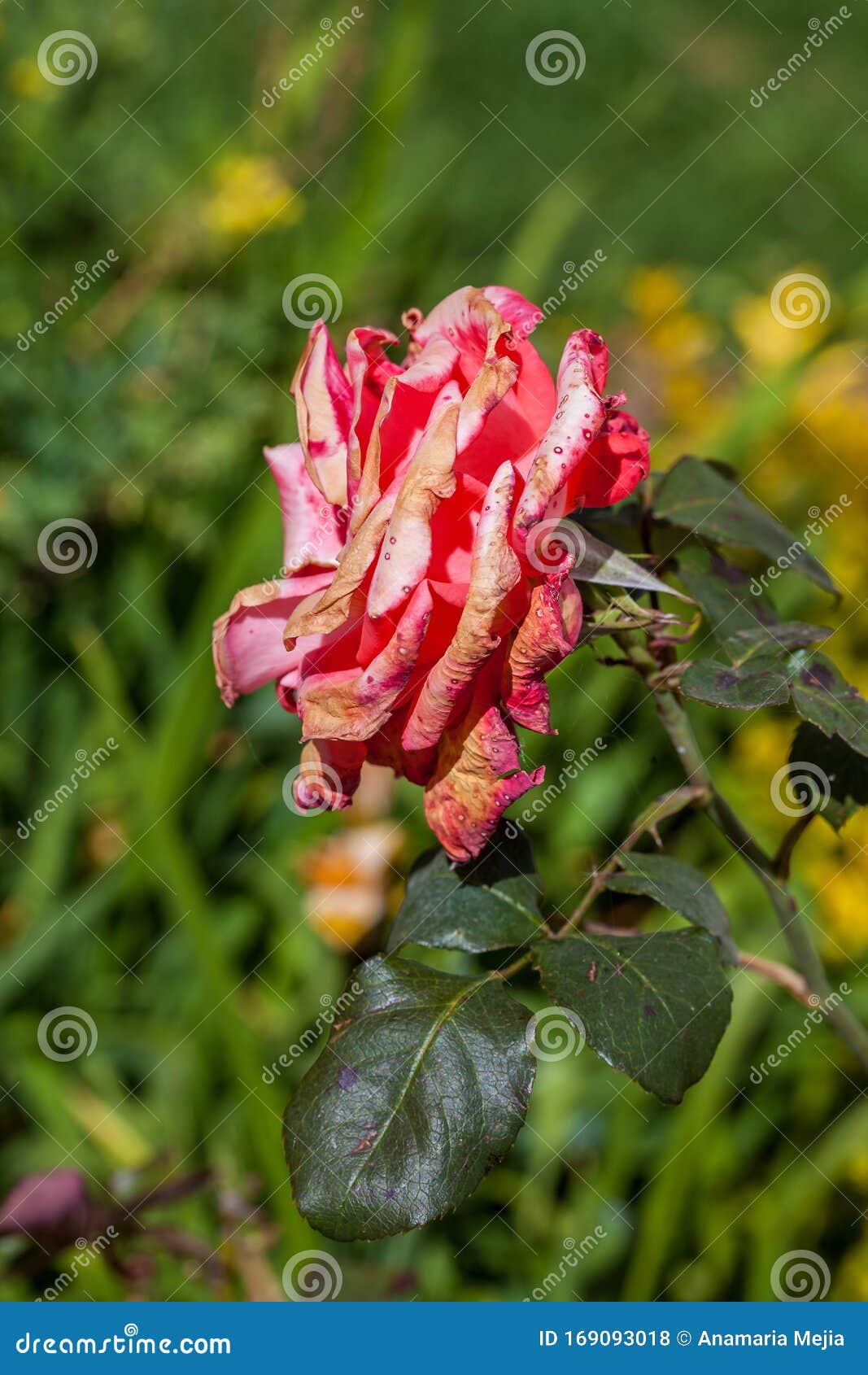 Rose Flower Burned by Frost and Sudden Temperature Changes Stock Photo ...