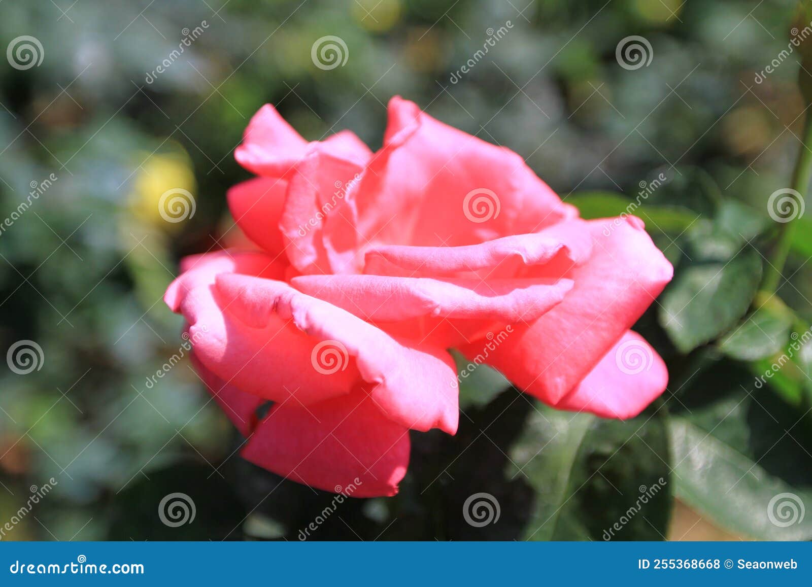 A Rose Flower Bush Garden Nature Back Ground Stock Photo - Image of ...