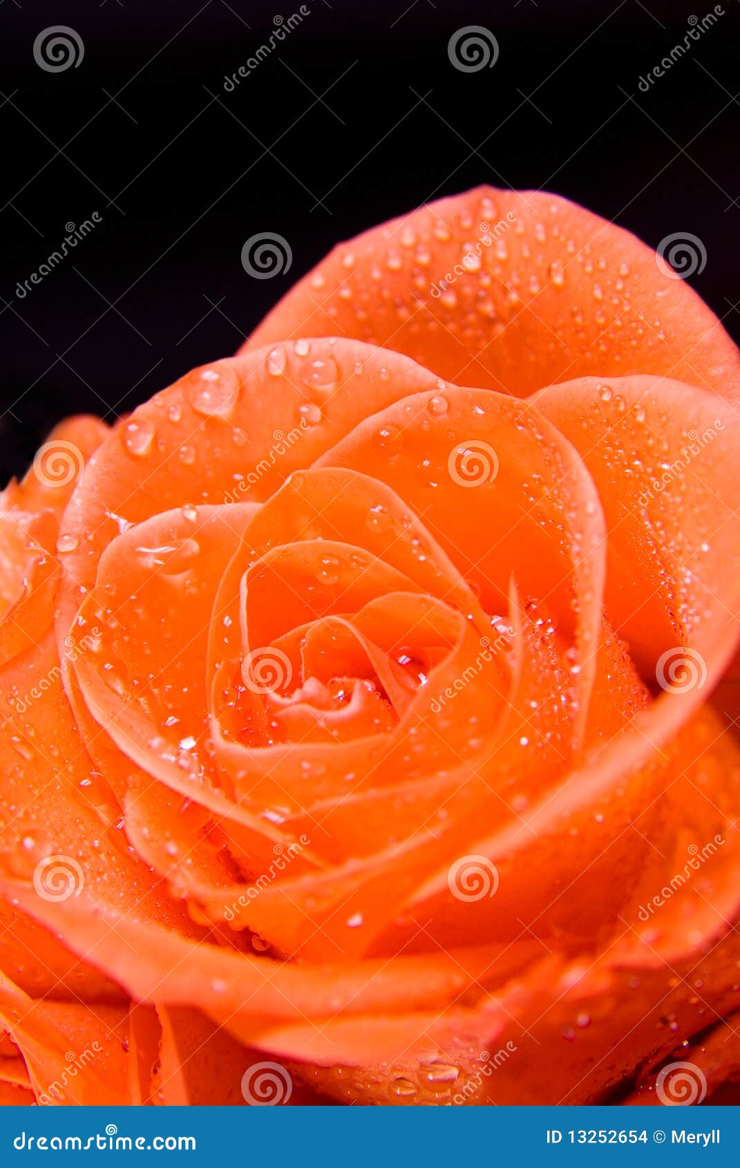 Rose flower close-up stock photo. Image of black, freshness - 13252654