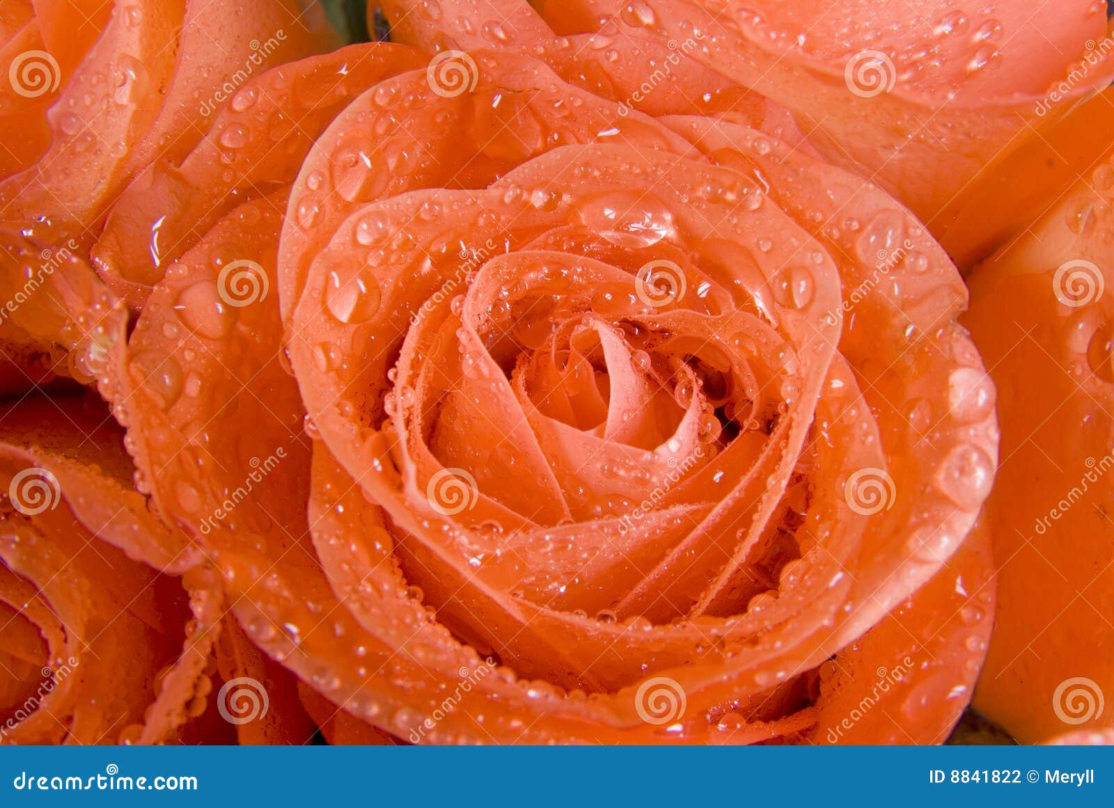Rose flower close-up stock photo. Image of beautiful, love - 8841822