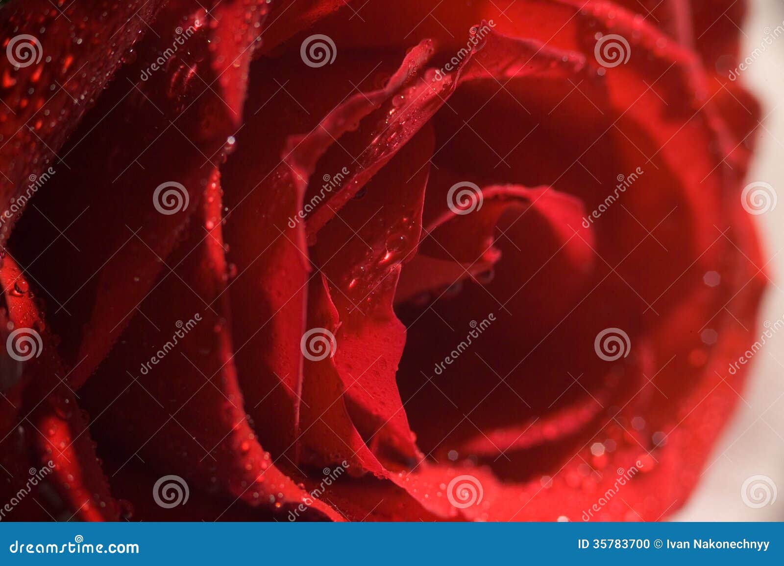 Rose stock photo. Image of concepts, head, large, isolated - 35783700