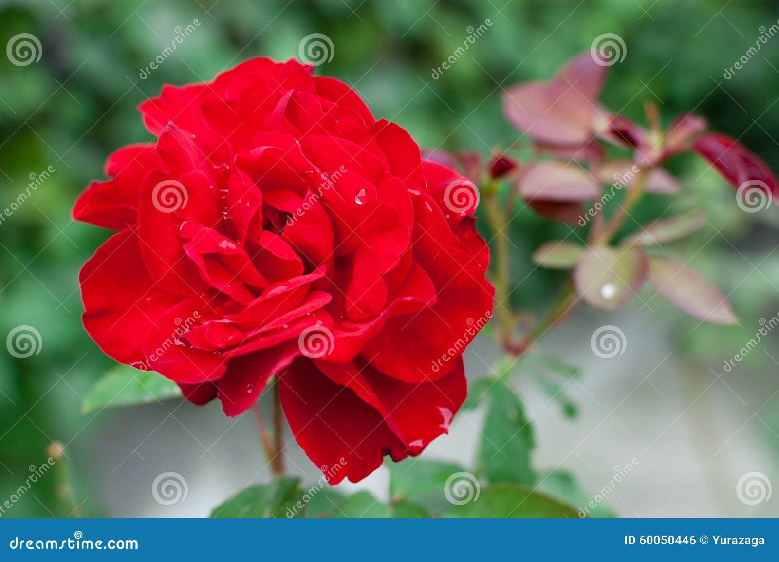 Rose flower close-up stock photo. Image of flower, summer - 60050446