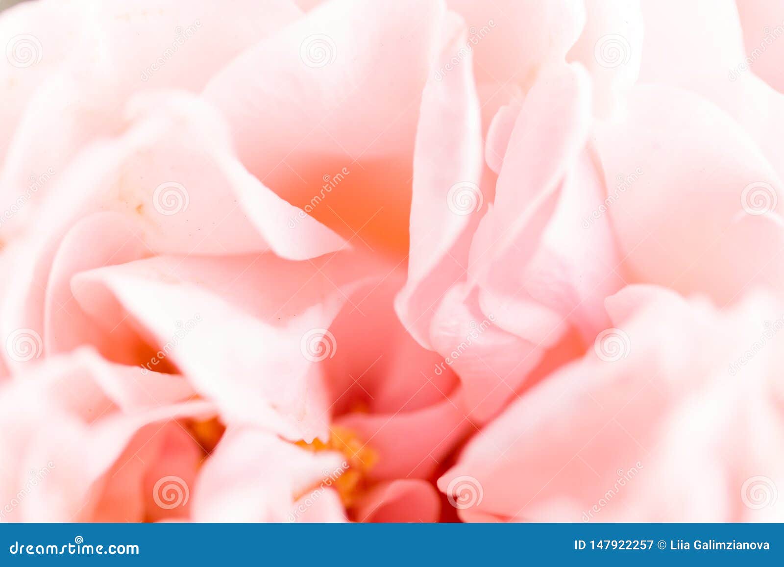 Rose flower close up stock image. Image of flower, romance - 147922257