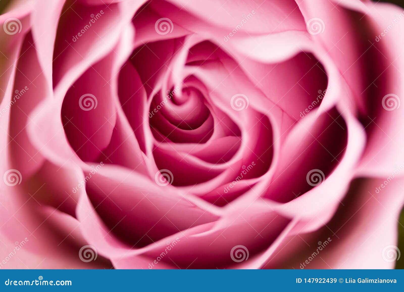 Rose flower close up stock image. Image of background - 147922439