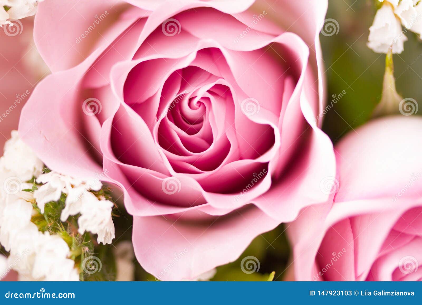 Rose flower close up stock image. Image of nature, love - 147923103