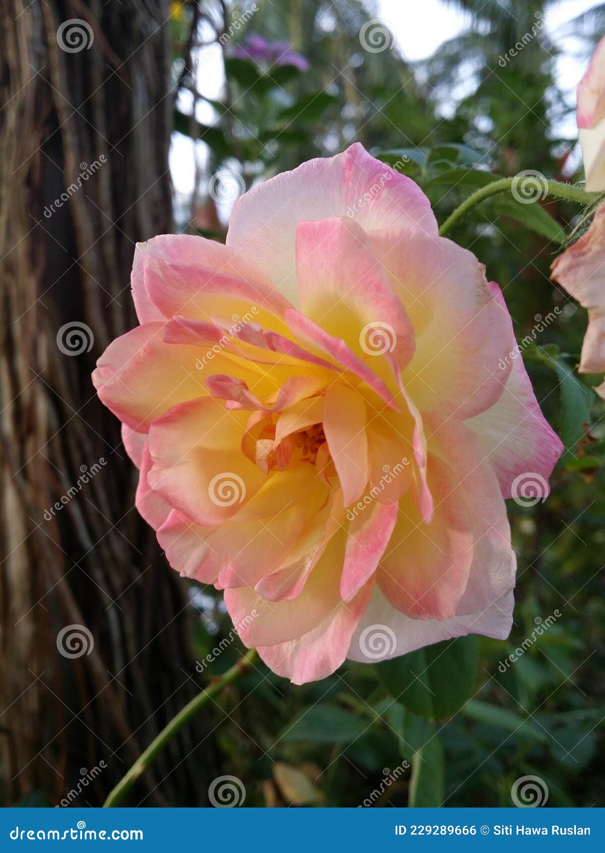 Rose Flower in Close-up Photography Stock Photo - Image of peach, close ...