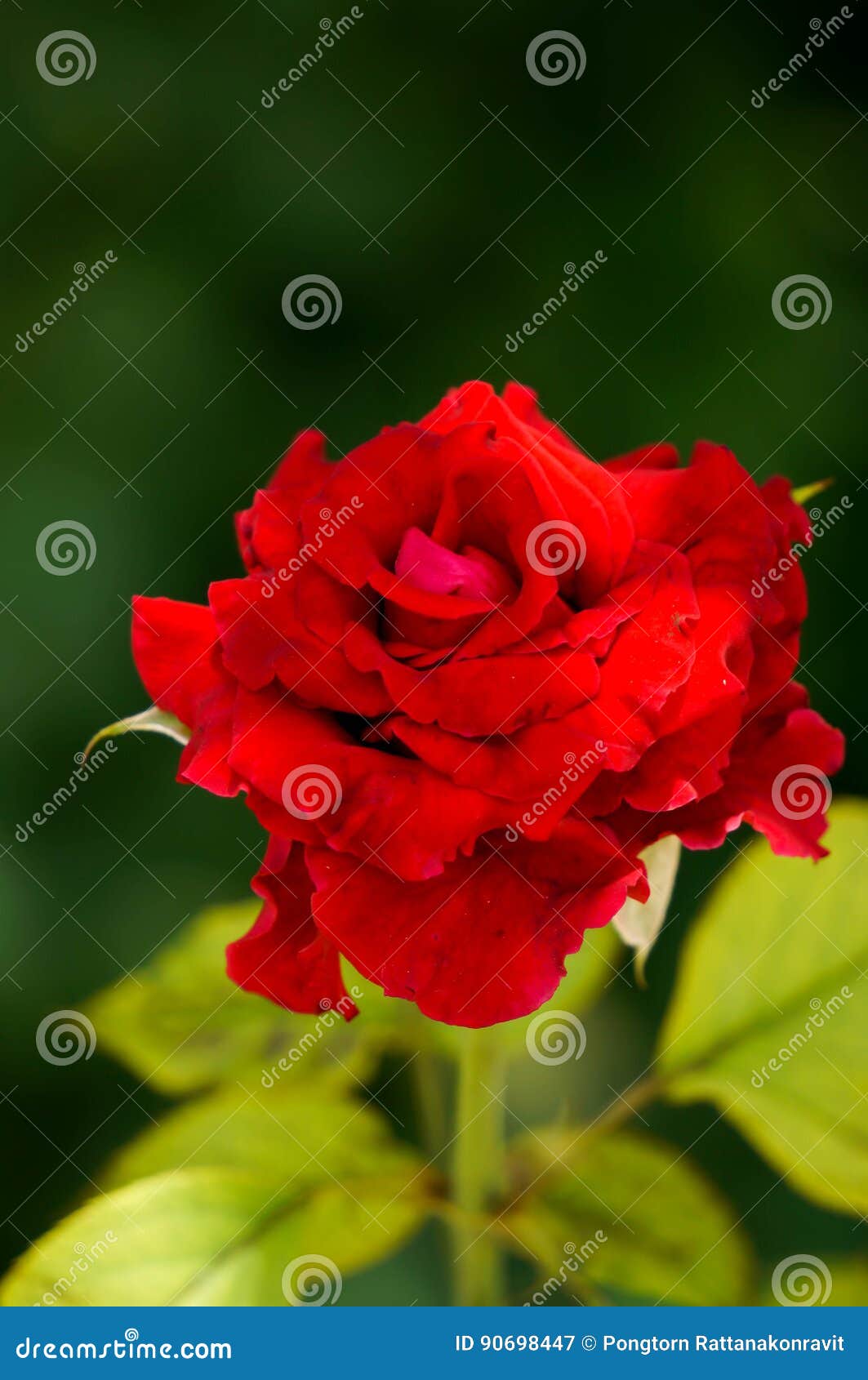 Rose Flower stock image. Image of gardening, flower, green - 90698447