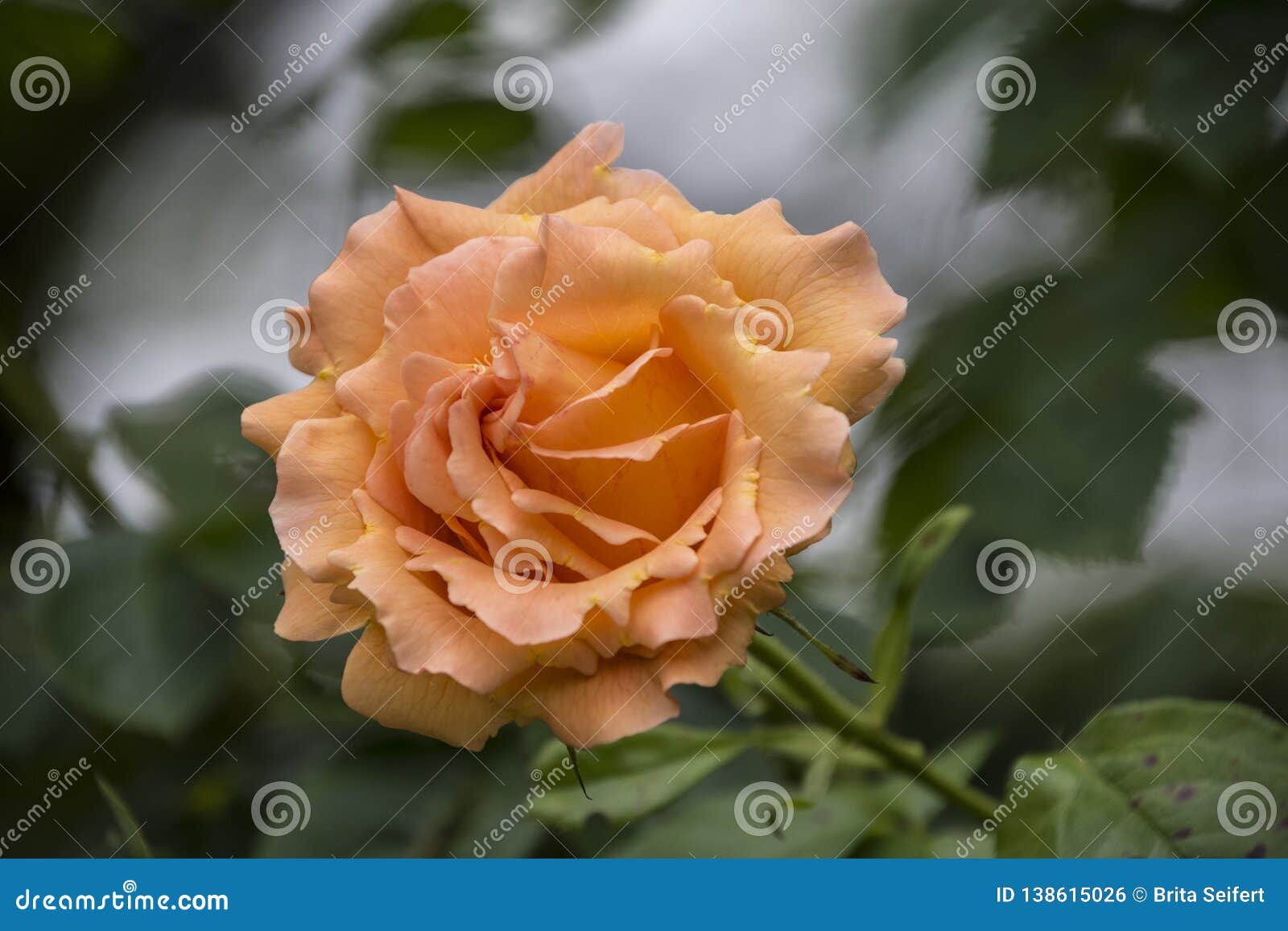 Rose Flower Closeup. Shallow Depth of Field Stock Photo - Image of ...