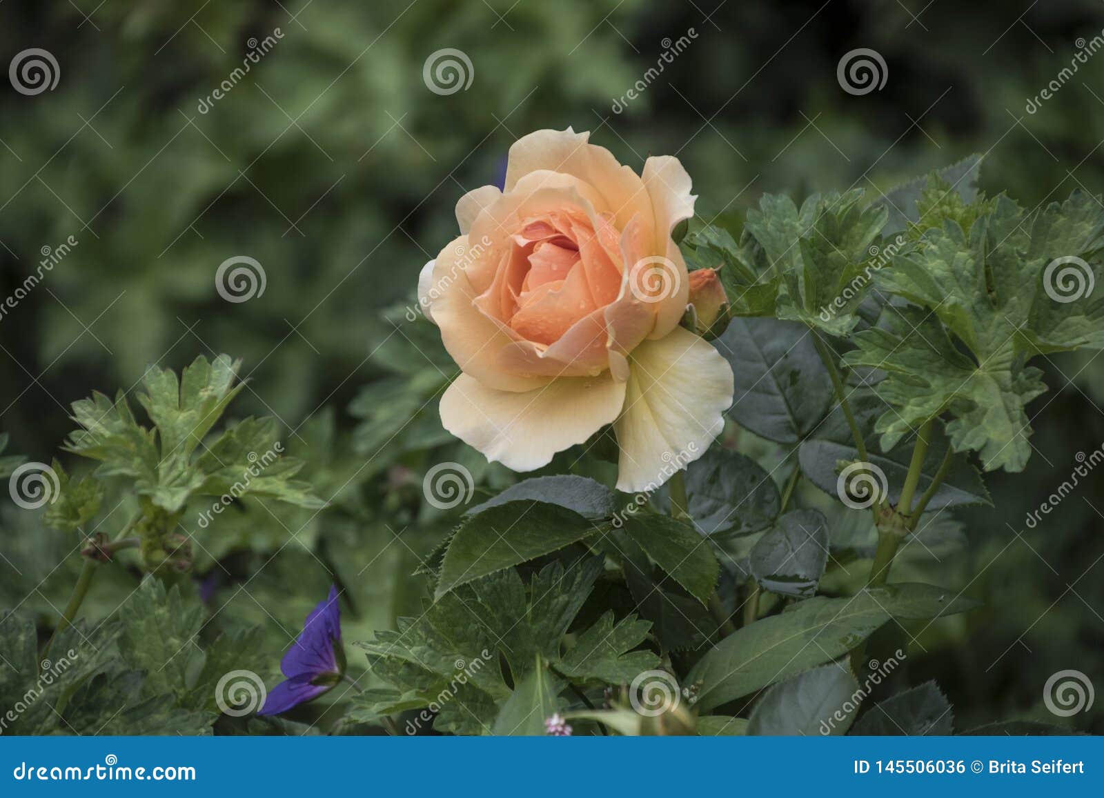 Rose Flower Closeup. Shallow Depth of Field Stock Photo - Image of ...