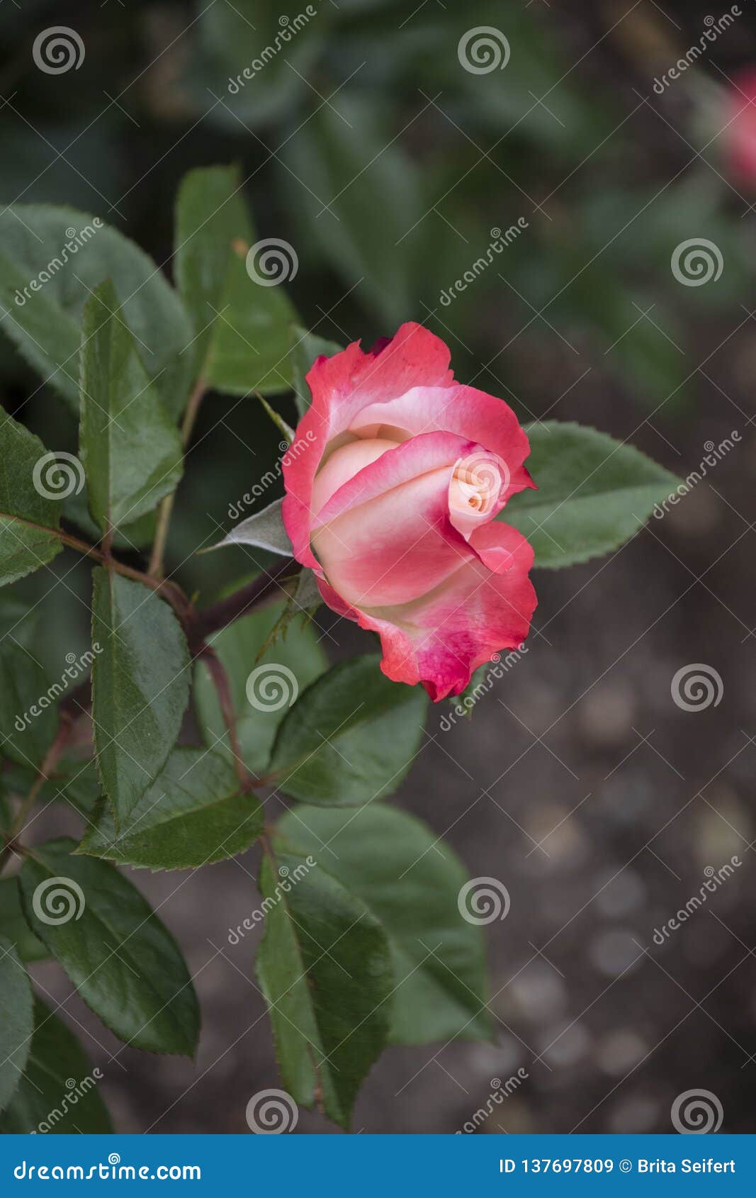 Rose Flower Closeup. Shallow Depth of Field Stock Image - Image of ...